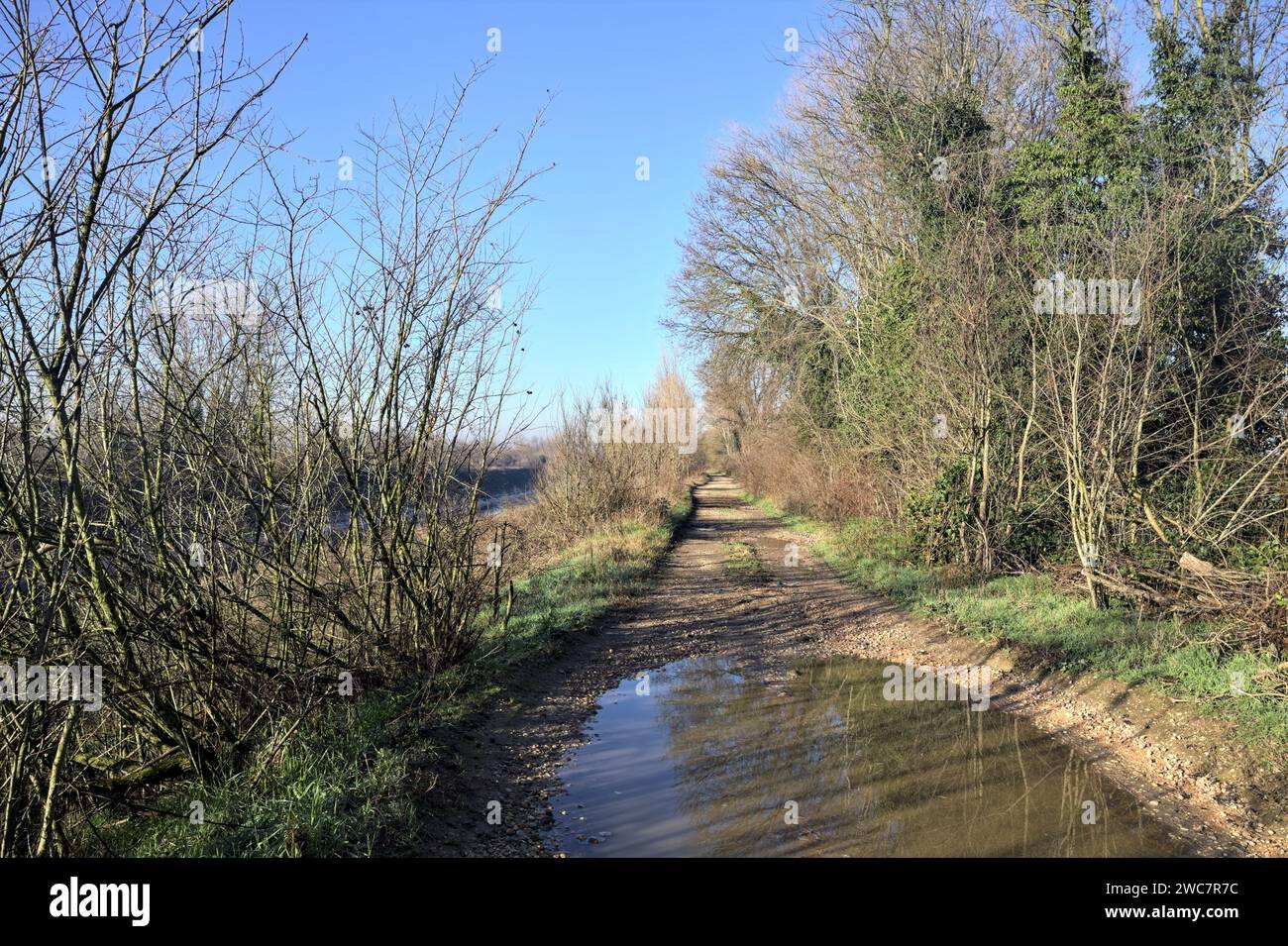 Dirt path with puddles bordered by trees Stock Photo - Alamy