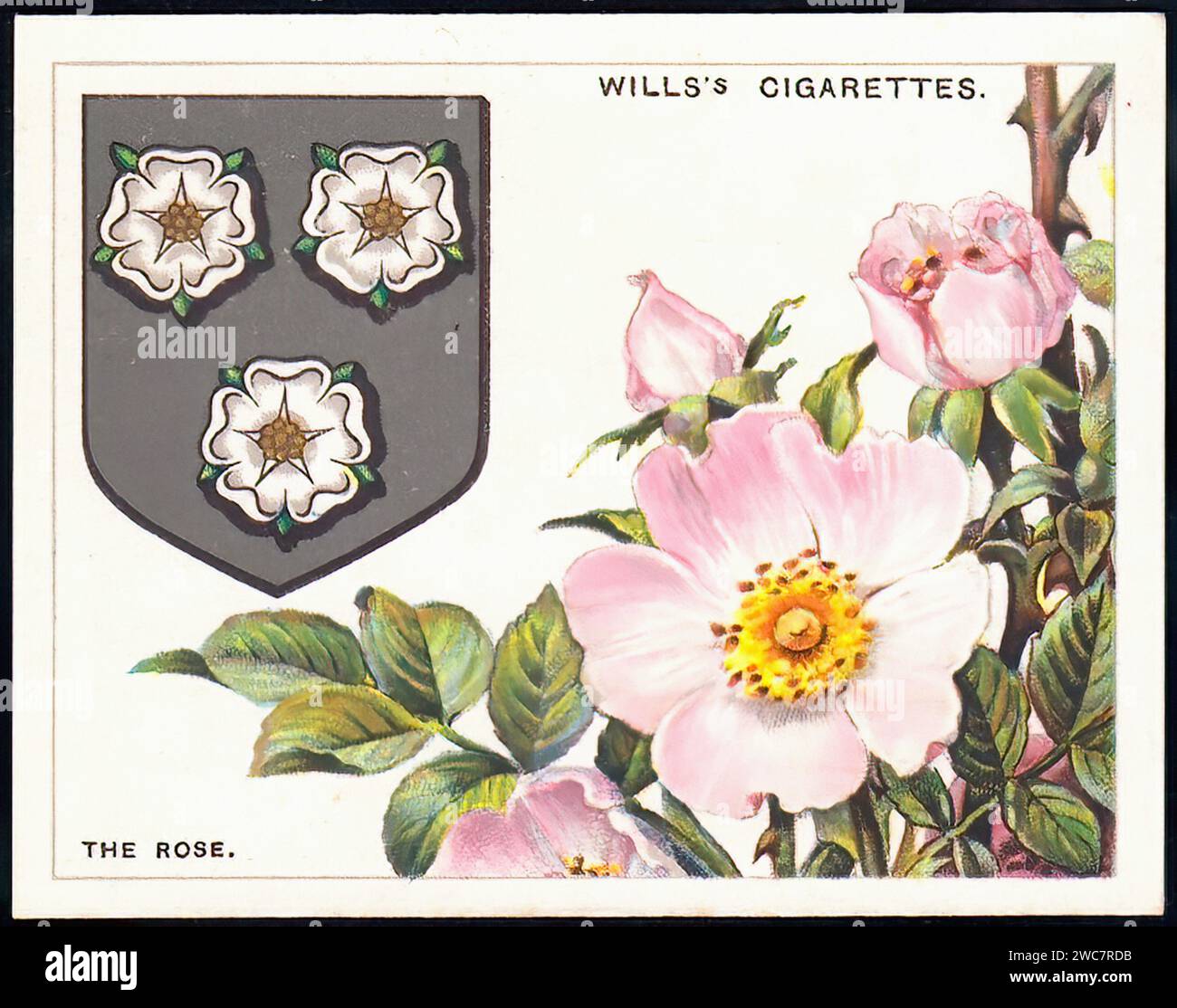 The Rose - Vintage Cigarette Card Illustration Stock Photo - Alamy