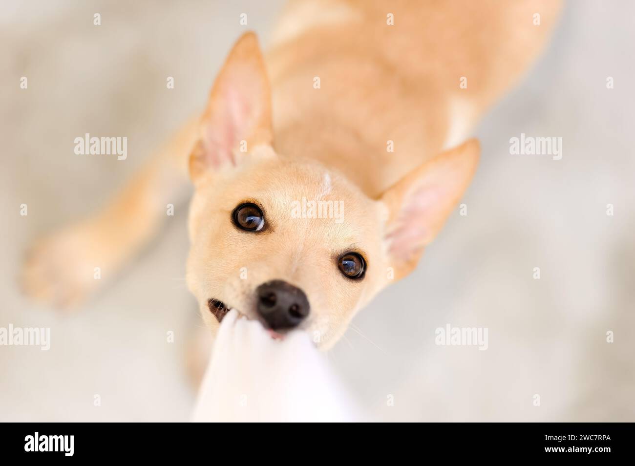 Tugging toy hi-res stock photography and images - Alamy