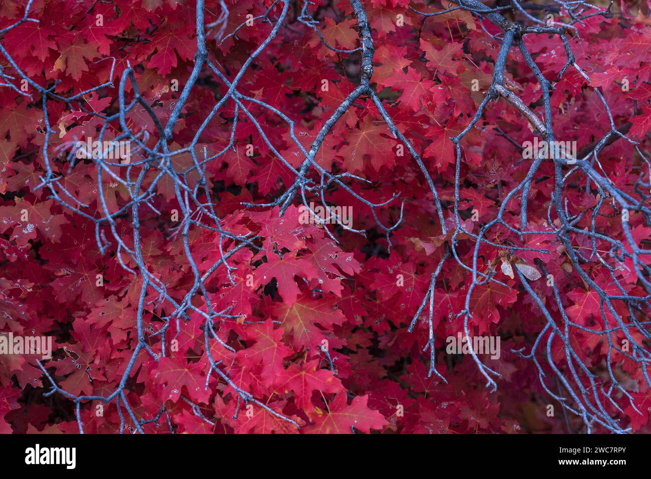 Ruby red Bigtooth maple glows during autumn in Zion National Park, Utah ...