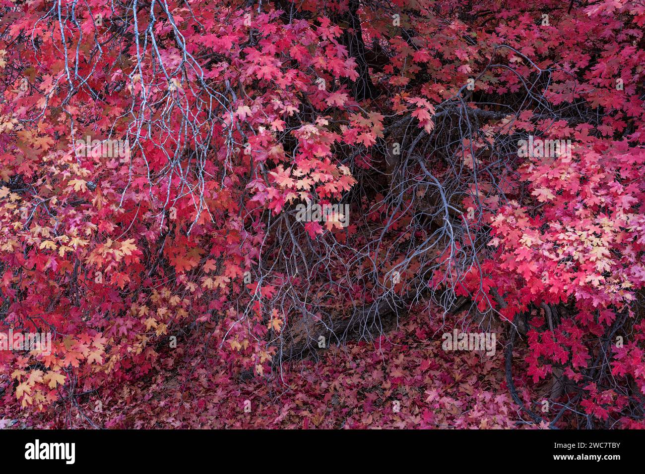 Ruby red Bigtooth maple glows during autumn in Zion National Park, Utah ...