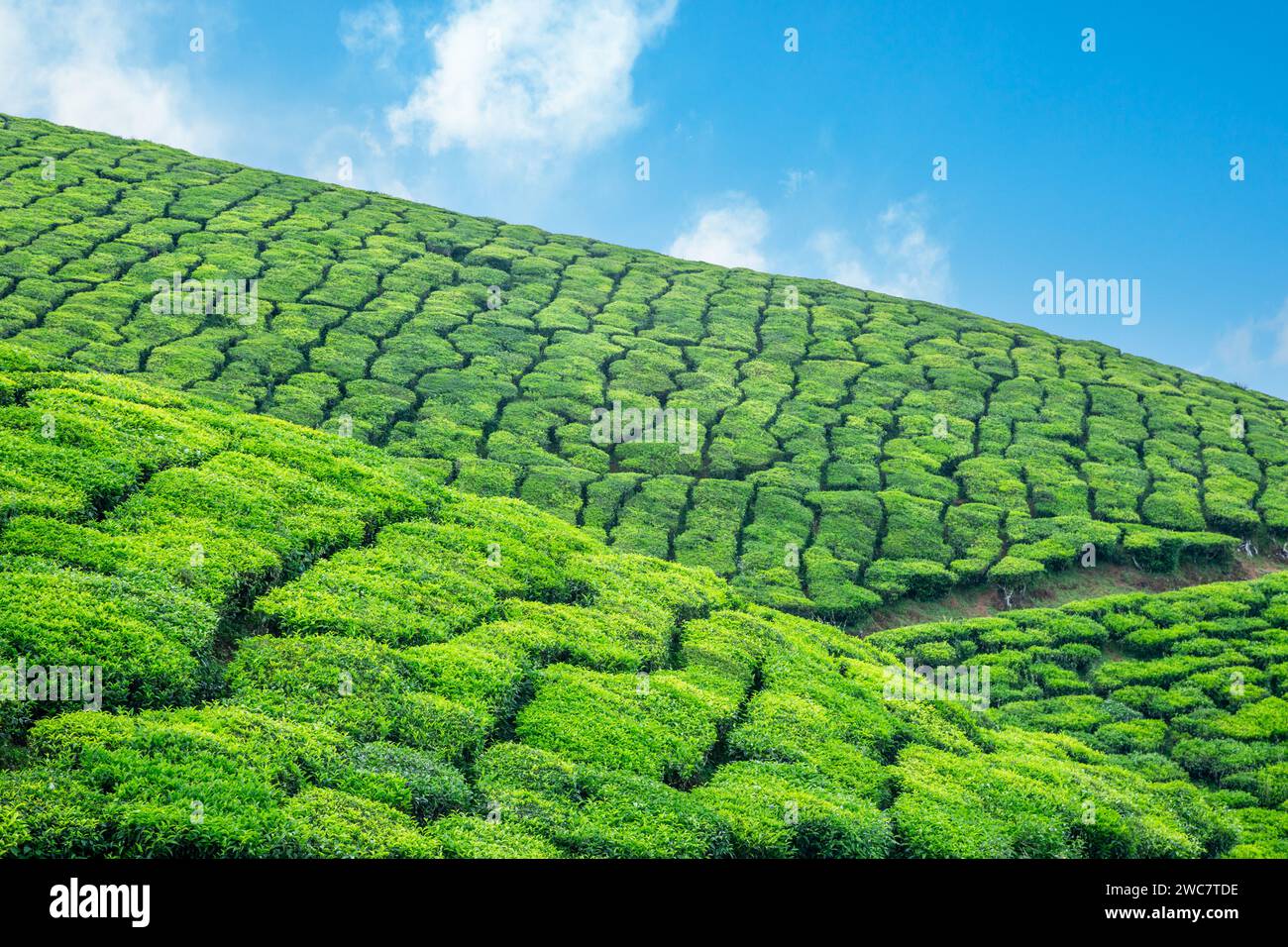 Green fields of tea plantations on the hills landscape, Munnar, Kerala ...