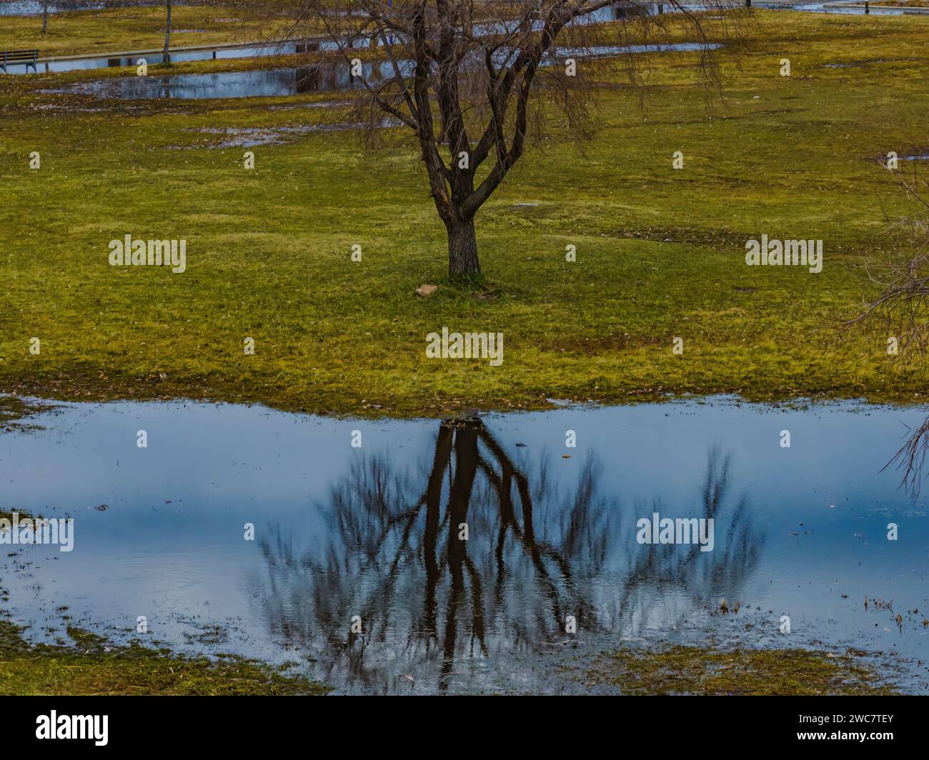 A tranquil pond nestled by the shoreline, featuring a solitary tree ...