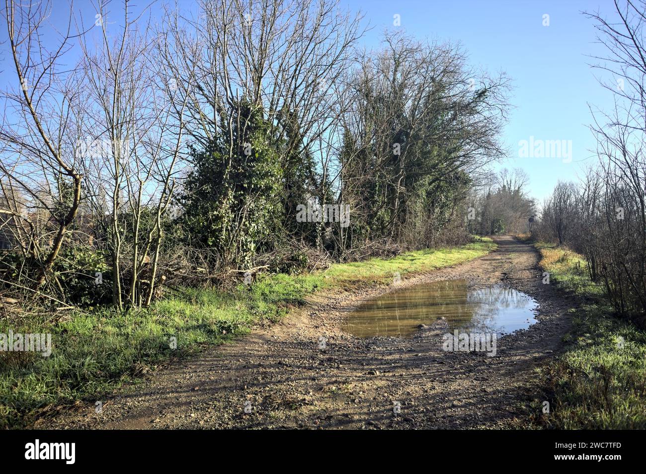 Dirt path with puddles bordered by trees Stock Photo - Alamy