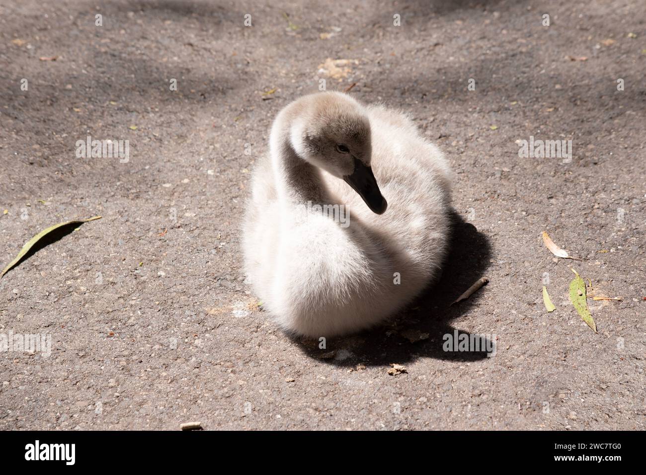 Cygnets are grey when they hatch with black beaks and gradually turn ...