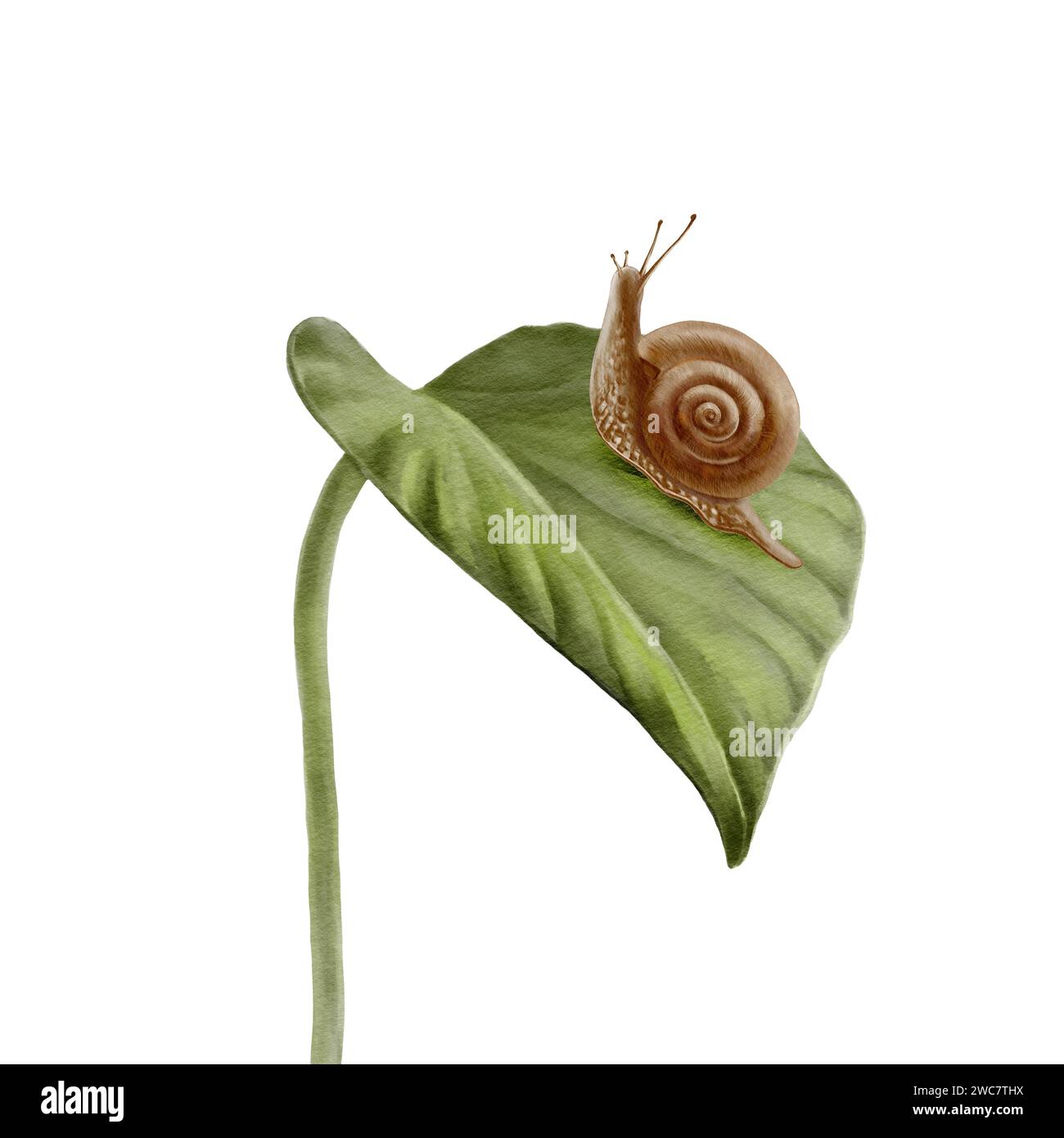 Snail on Scindapsus Aureus leaf, Indoor, house plant, Watercolor hand ...