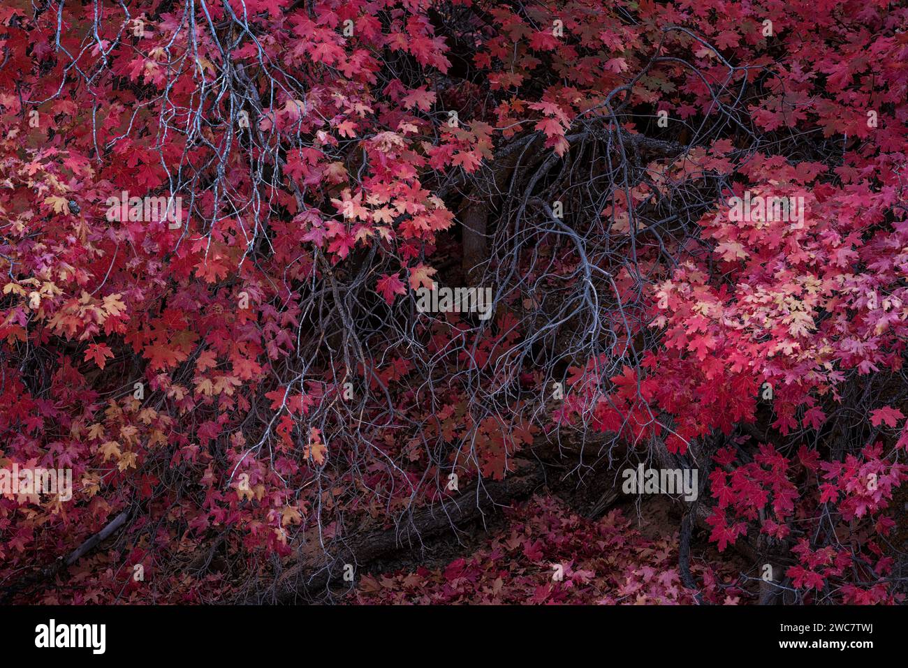 Ruby red Bigtooth maple glows during autumn in Zion National Park, Utah ...