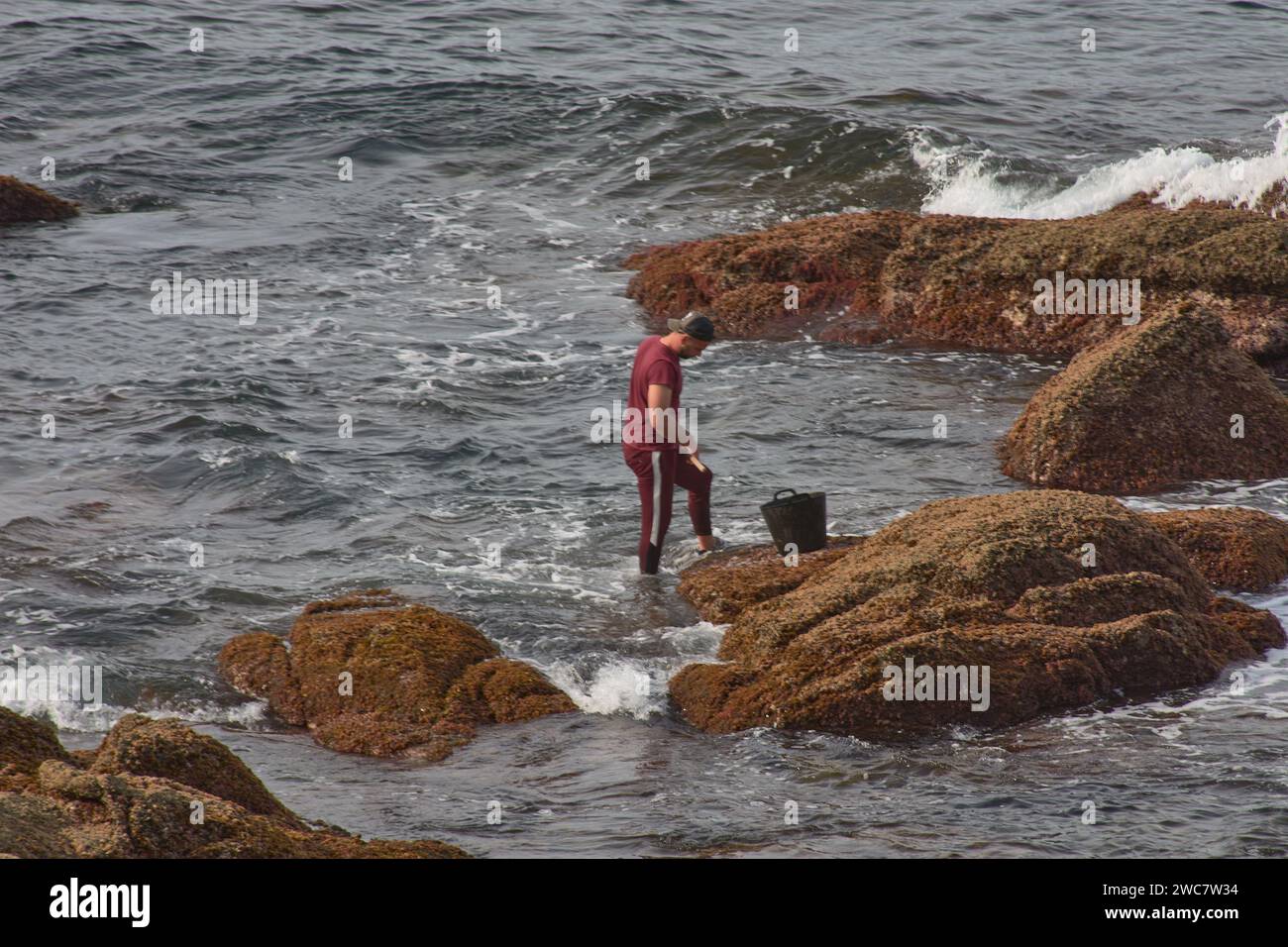 The barnacles use a scraper to collect the barnacles that are stuck to ...
