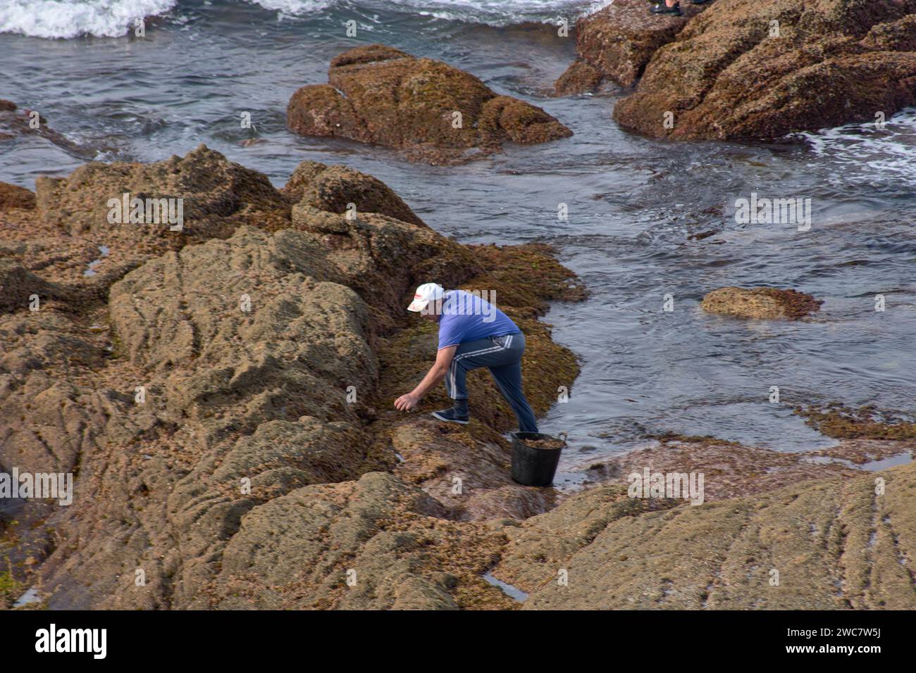 The barnacles use a scraper to collect the barnacles that are stuck to ...