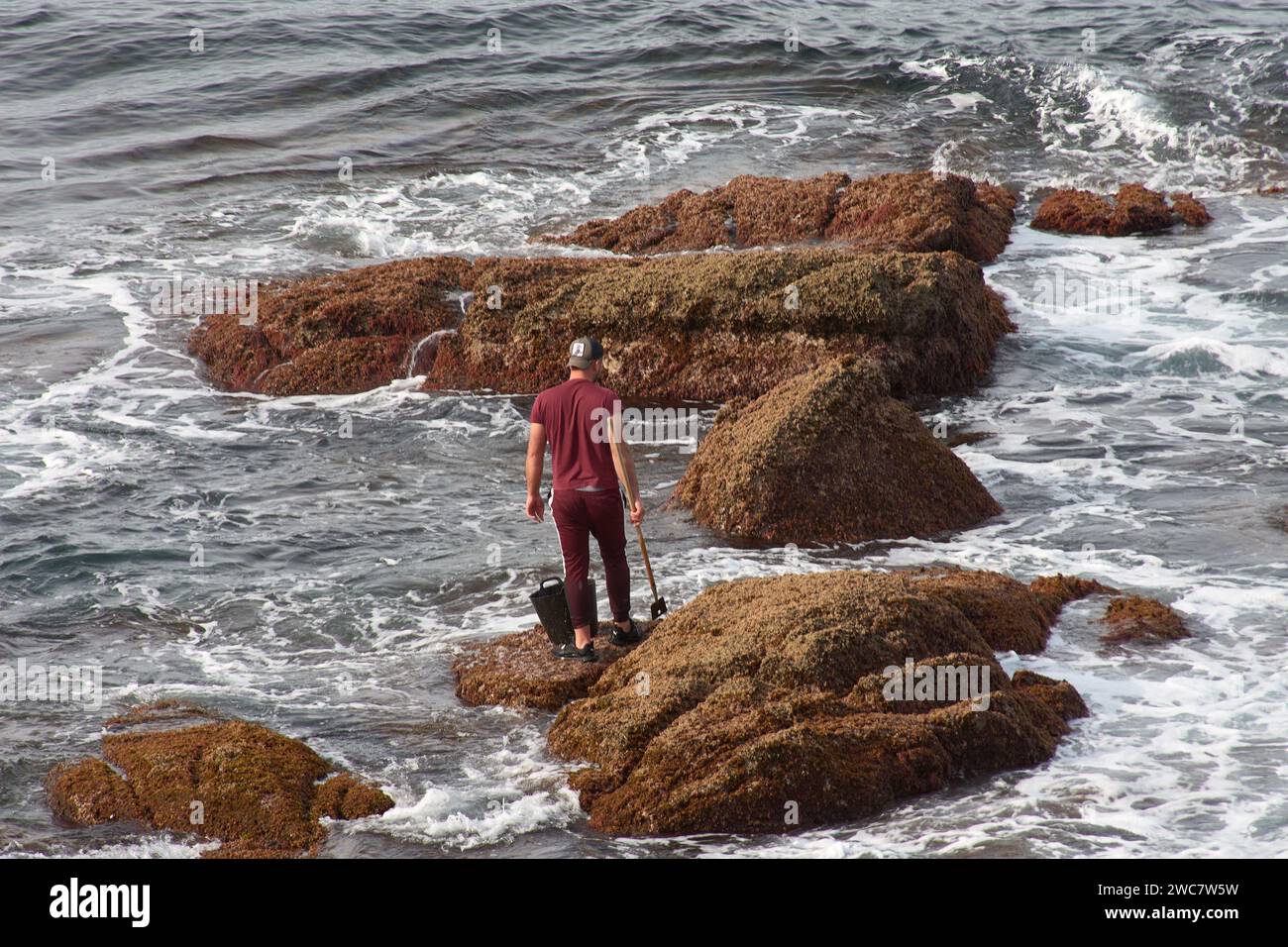 The barnacles use a scraper to collect the barnacles that are stuck to ...