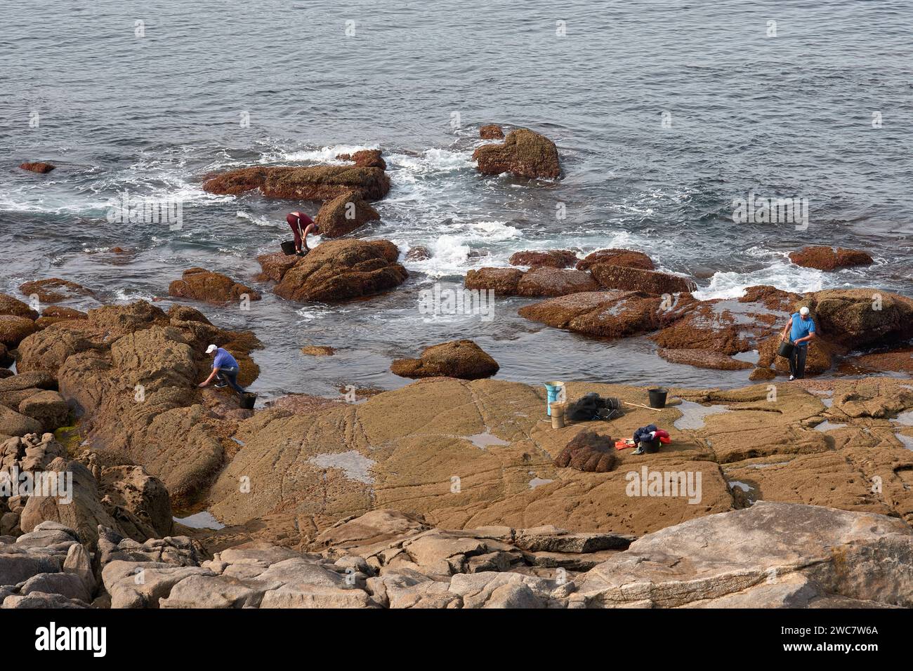The barnacles use a scraper to collect the barnacles that are stuck to ...