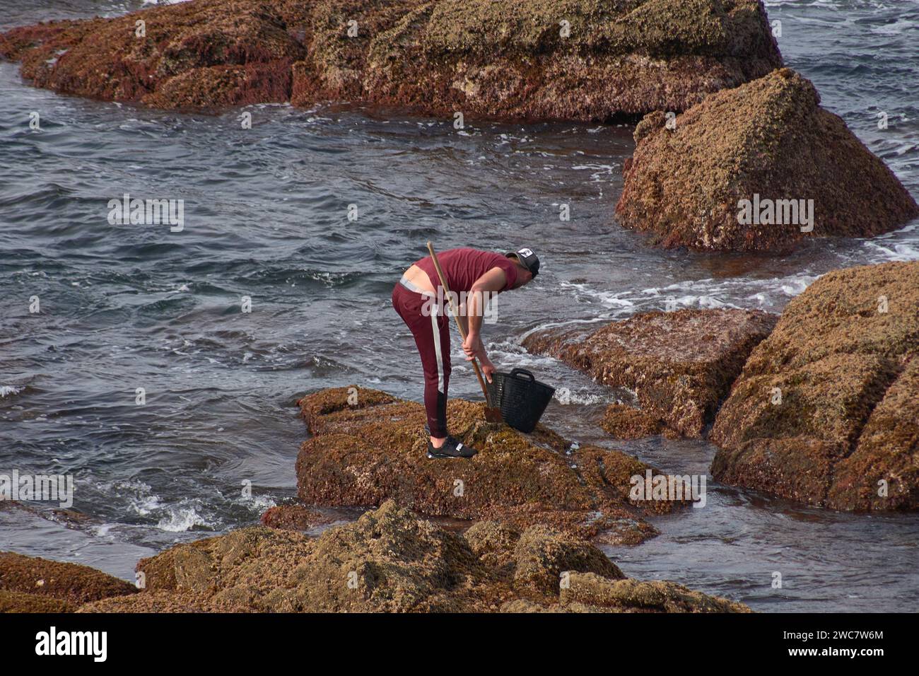 The barnacles use a scraper to collect the barnacles that are stuck to ...
