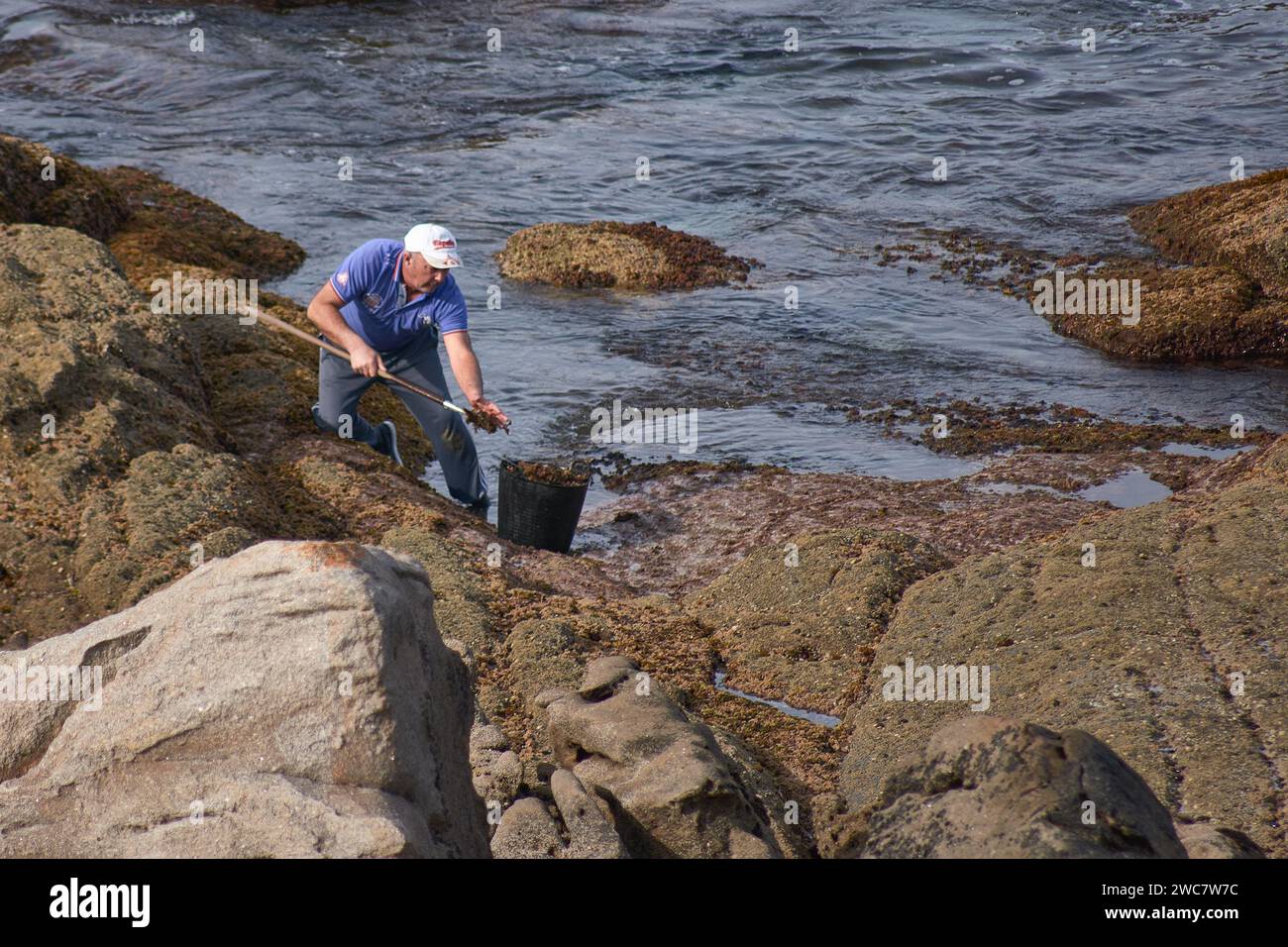 The barnacles use a scraper to collect the barnacles that are stuck to ...
