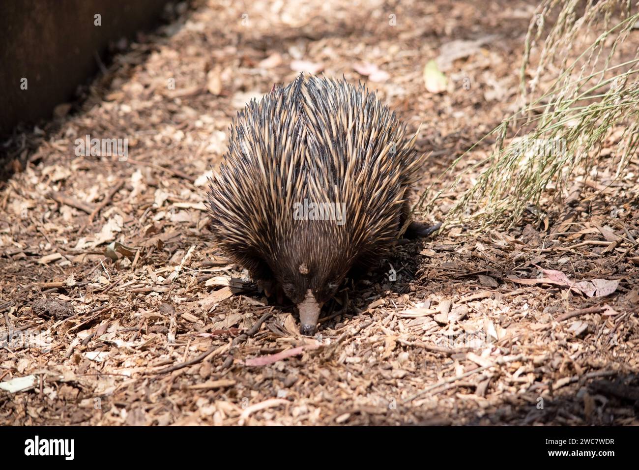 the short nosed echidna has strong-clawed feet and spines on the upper ...