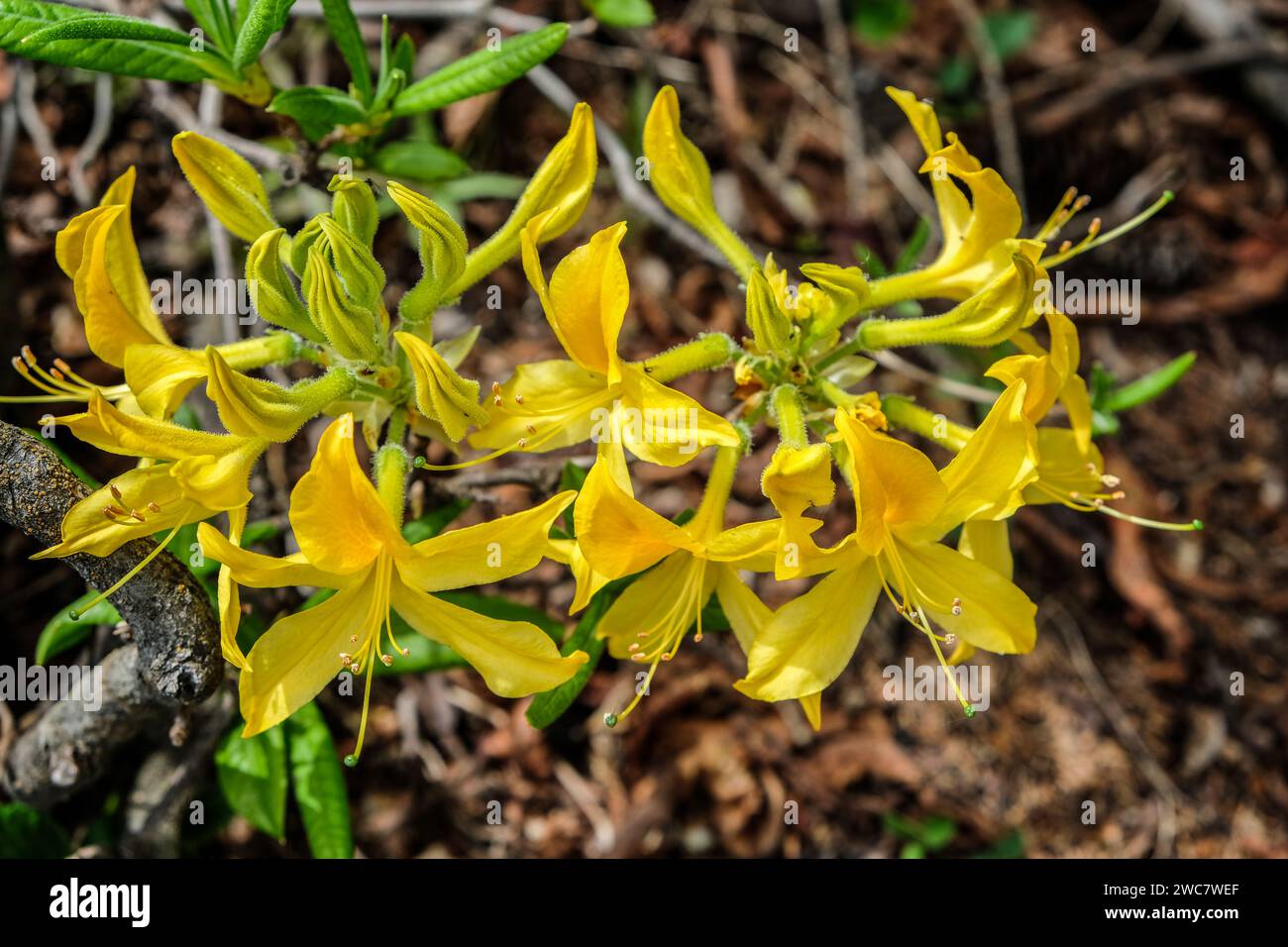 Orman gulu hi-res stock photography and images - Alamy