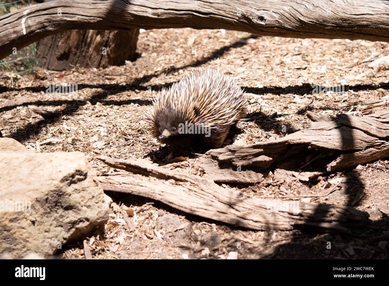 the short nosed echidna has strong-clawed feet and spines on the upper ...