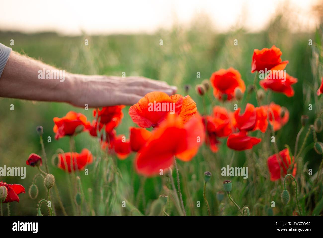 Woman touches red poppy flowers hi-res stock photography and images - Alamy