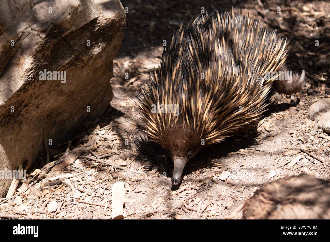 the short nosed echidna has strong-clawed feet and spines on the upper ...
