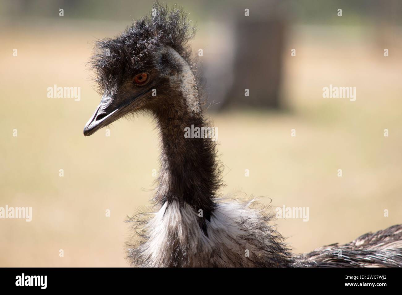 Emus are covered in primitive feathers that are dusky brown to grey ...