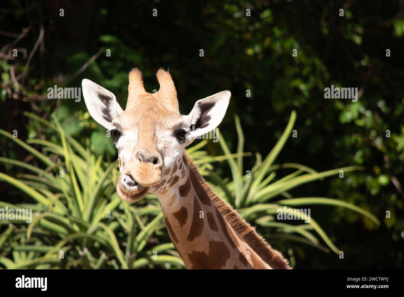 The giraffe is the tallest of all mammals. The legs and neck are ...