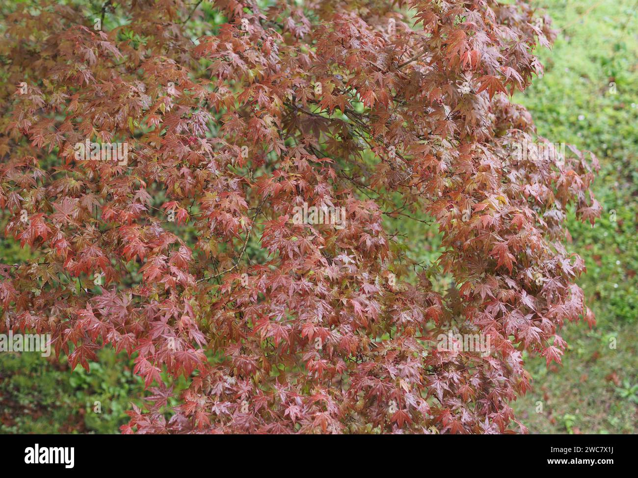 Maple Acer (scientific Name Acer Rubrum) Tree Stock Photo - Alamy