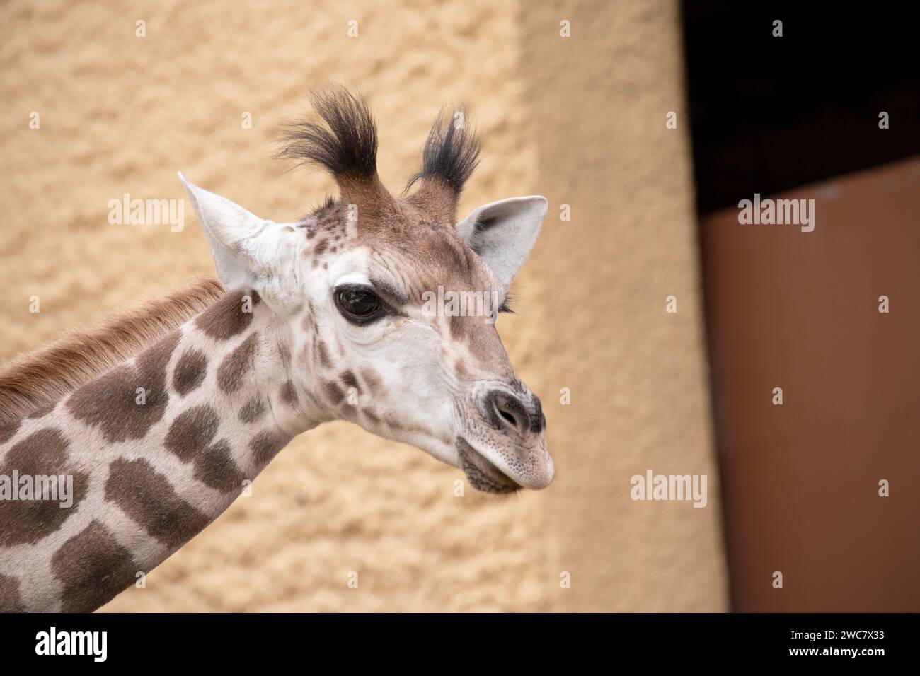 The giraffe is the tallest of all mammals. The legs and neck are ...