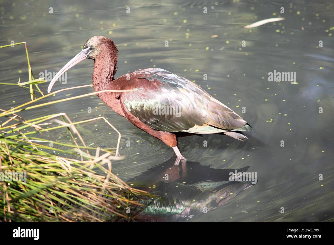 The glossy ibis neck is reddish-brown and the body is a bronze-brown ...