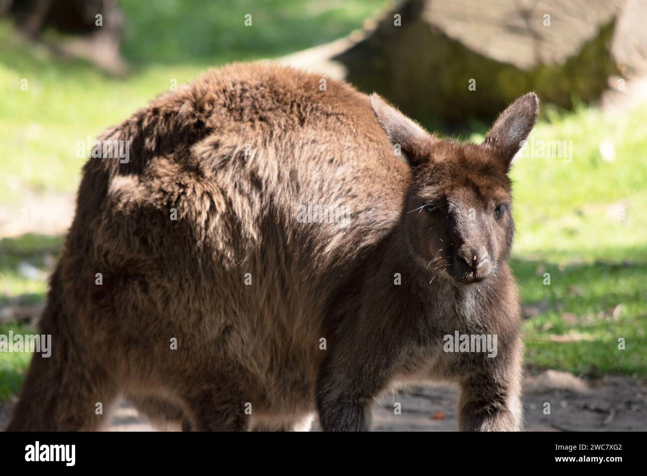 Kangaroo island reserve hi-res stock photography and images - Alamy