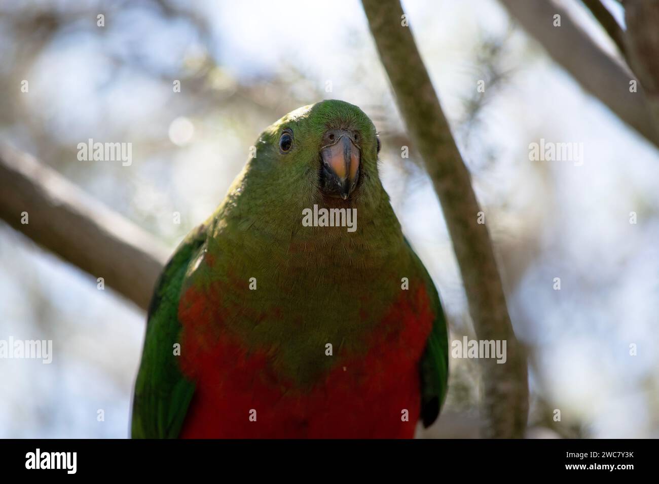 Long tailed parrot hi-res stock photography and images - Alamy