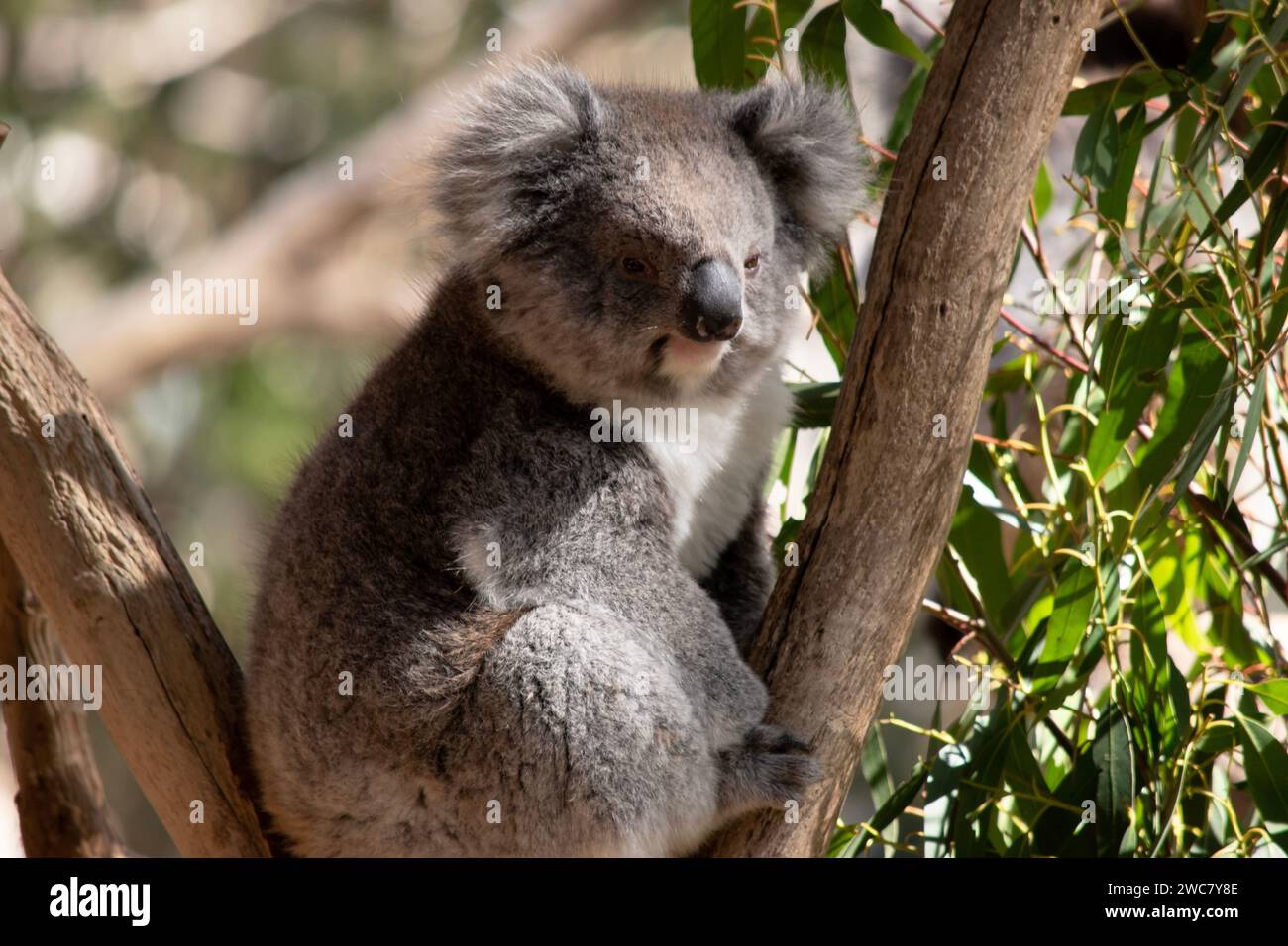 the Koala has a large round head, big furry ears and big black nose ...