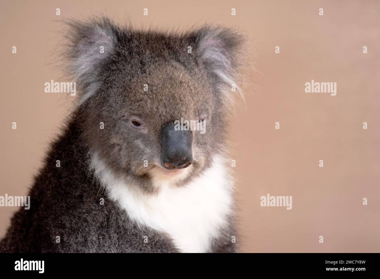 the Koala has a large round head, big furry ears and big black nose ...