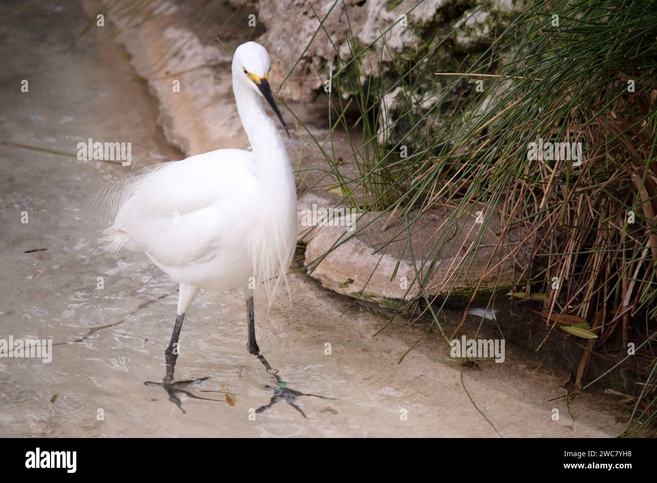 the little egert is an all white water bird with a black beak Stock ...