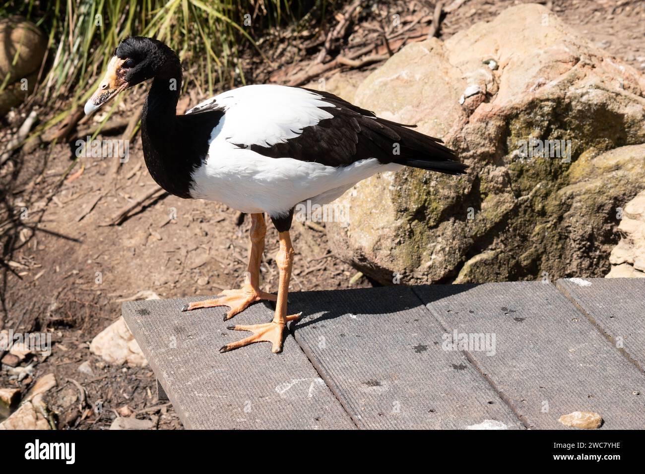 The magpie goose is a black and white seabird with black head and neck ...
