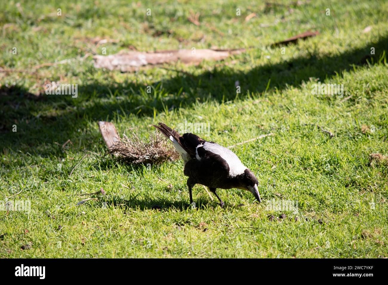 The magpie is a distinctive looking bird, with glossy black and ...