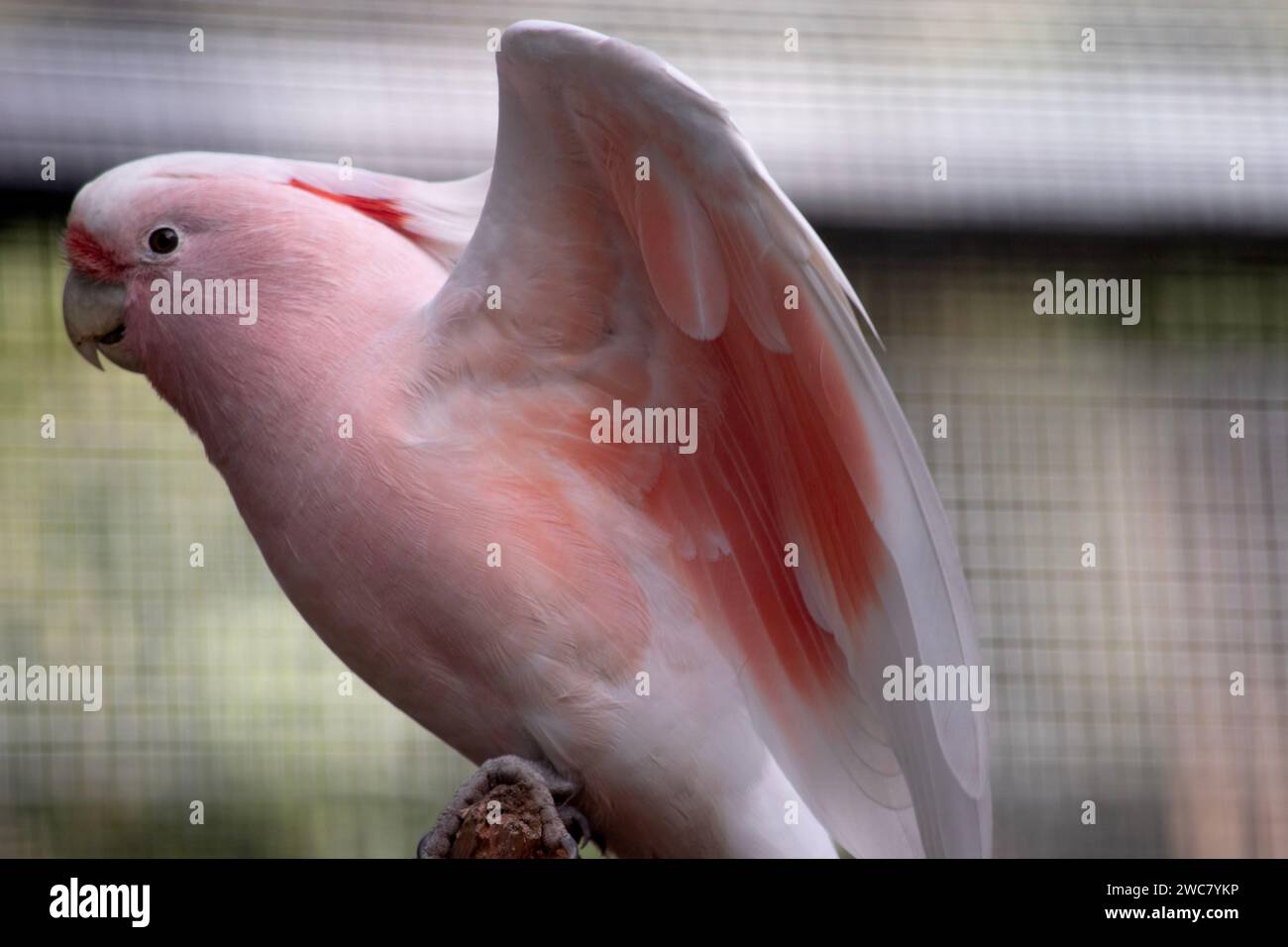 Major Mitchell's Cockatoo is the only Australian cockatoo that is ...