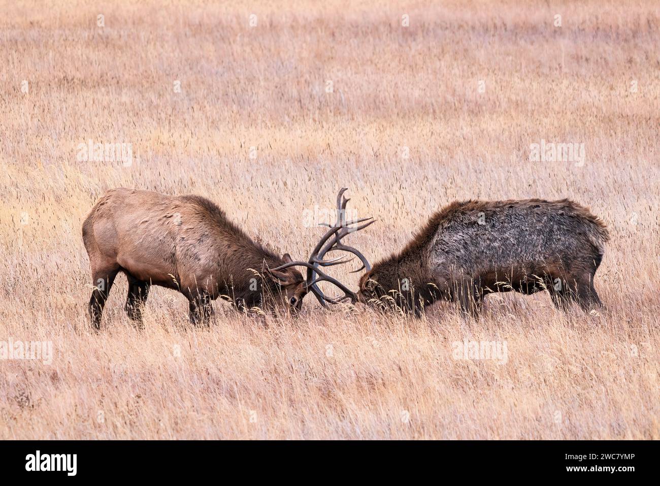 Two bull elk fight during the rut in Rocky Mountain National Park ...