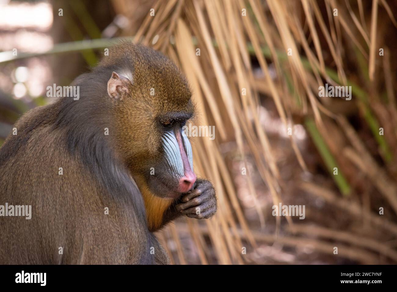 Monkey lips hi-res stock photography and images - Alamy