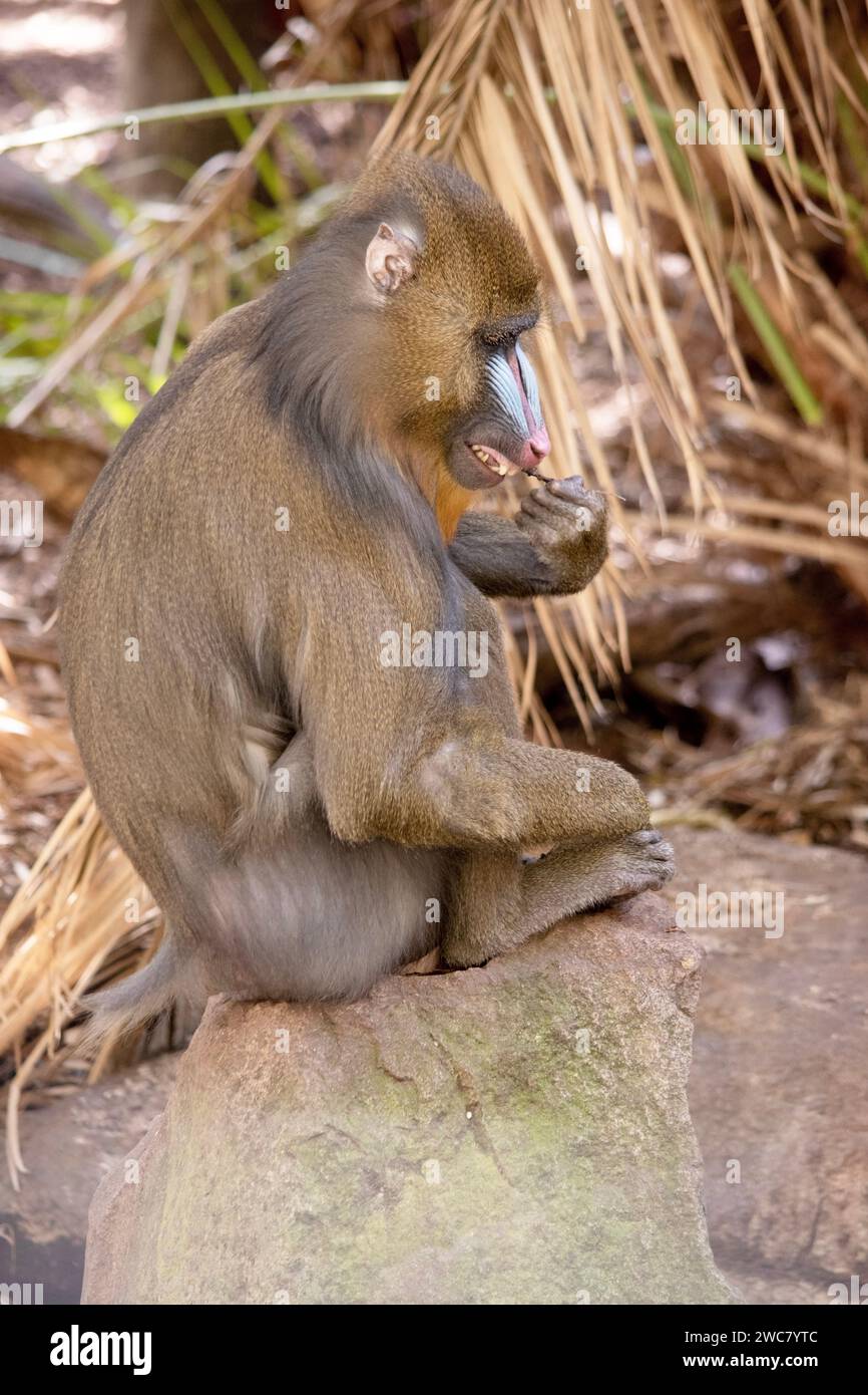 the mandrill has thick ridges along the nose that are purple and blue ...