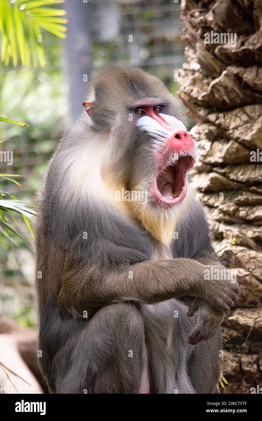 the mandrill has thick ridges along the nose that are purple and blue ...