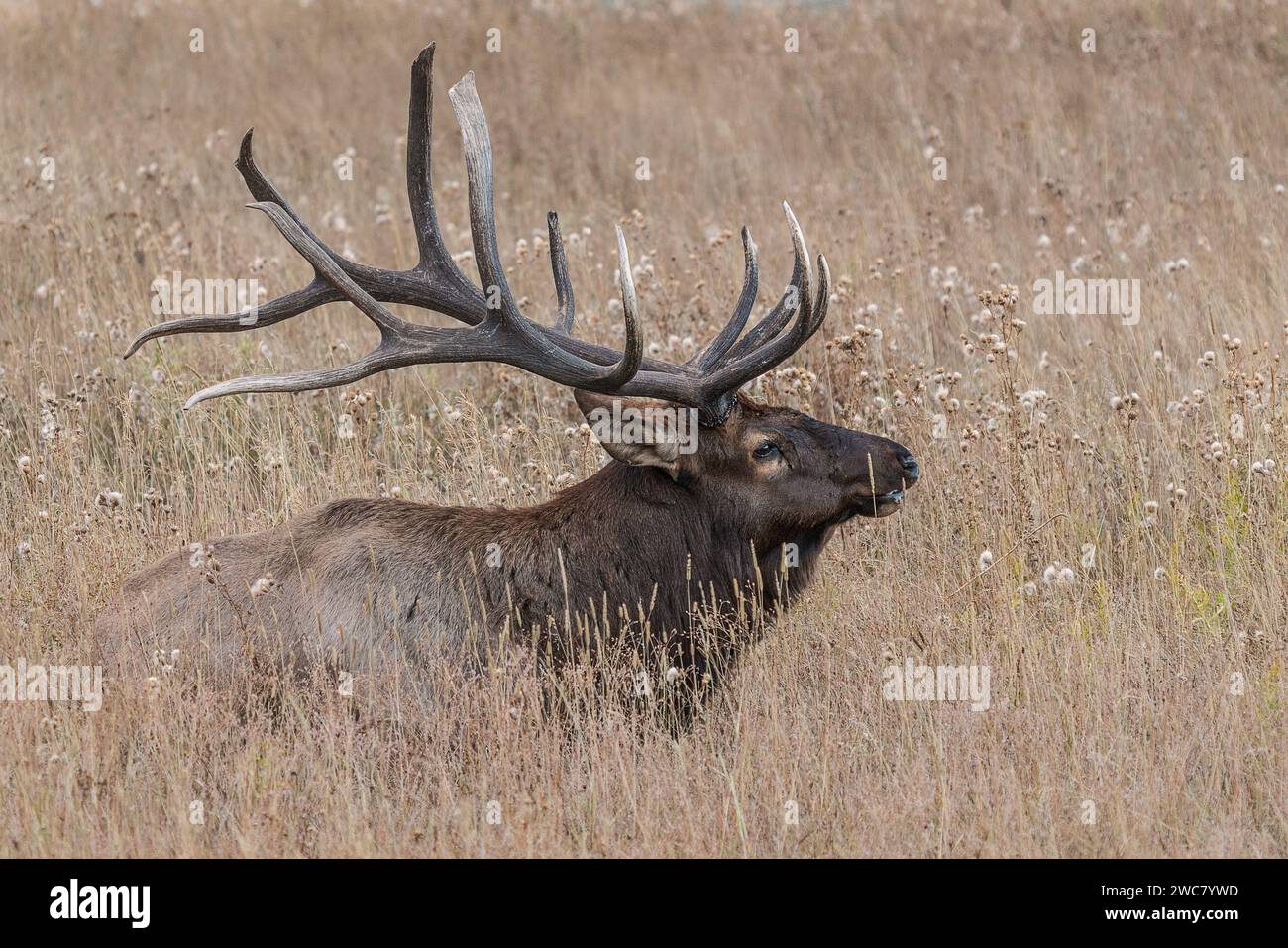 Large bull elk resting in field grass in Rocky Mountain National Park ...