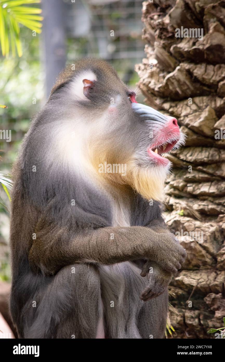 the mandrill has thick ridges along the nose that are purple and blue ...