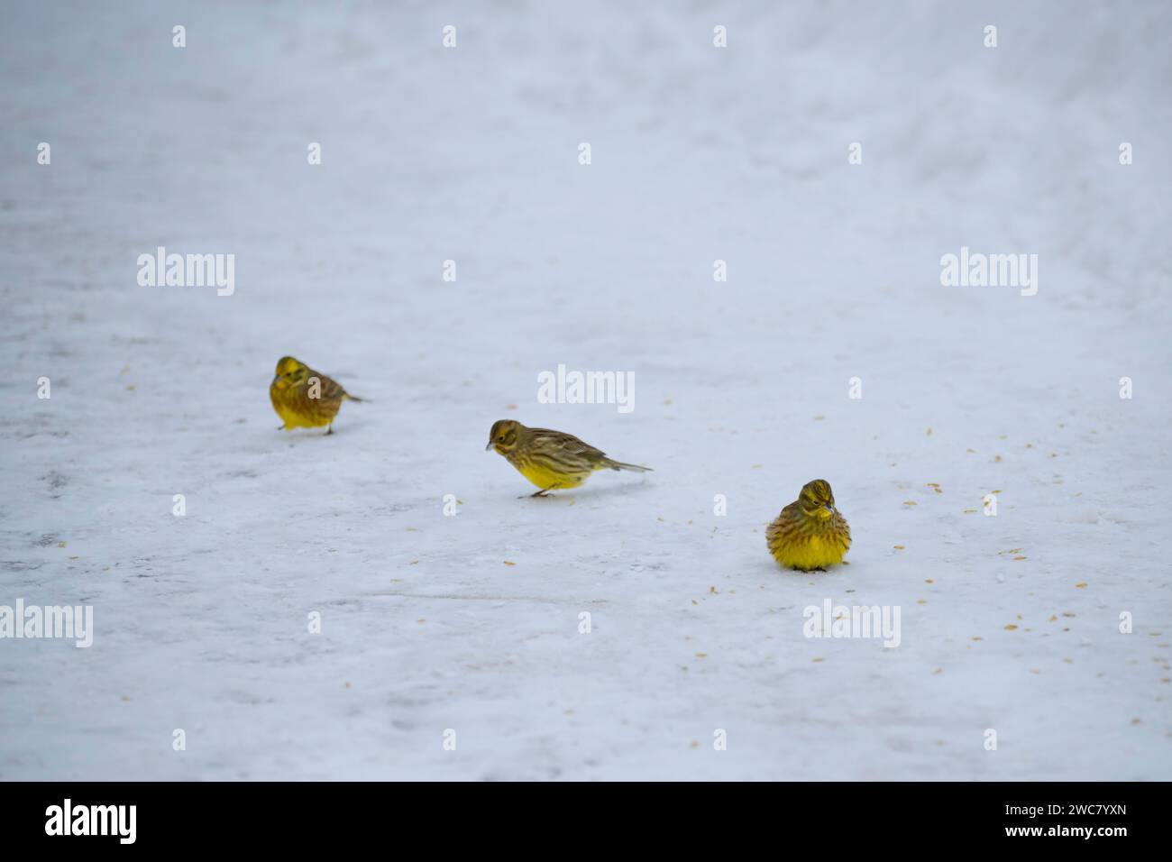 Ortolan eating hi-res stock photography and images - Alamy
