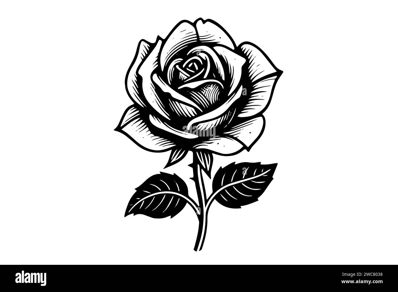 Rose flower hand drawn ink sketch. Engraving style vector illustration ...