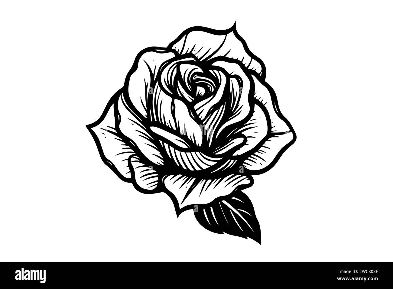 Rose flower hand drawn ink sketch. Engraving style vector illustration ...