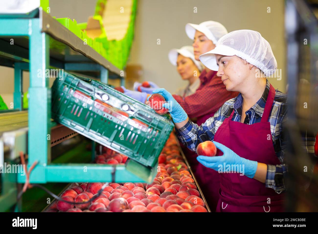 Three women working in sorting room Stock Photo - Alamy