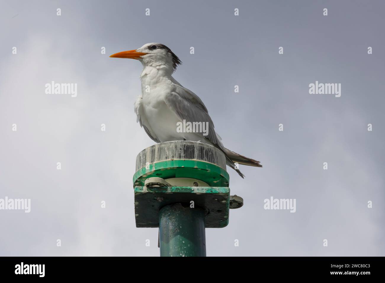 Royal turn hi-res stock photography and images - Alamy