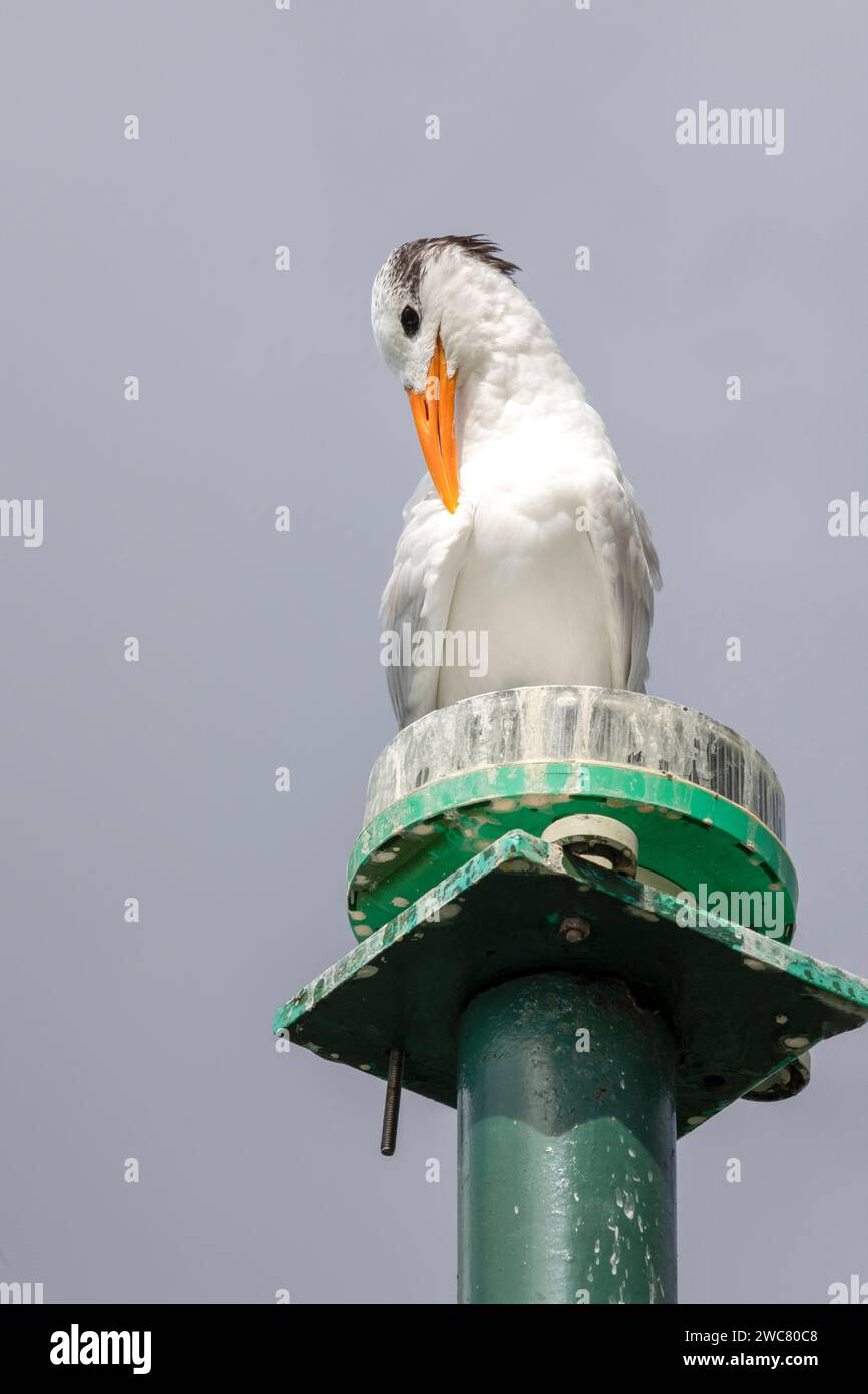 Royal turn hi-res stock photography and images - Alamy