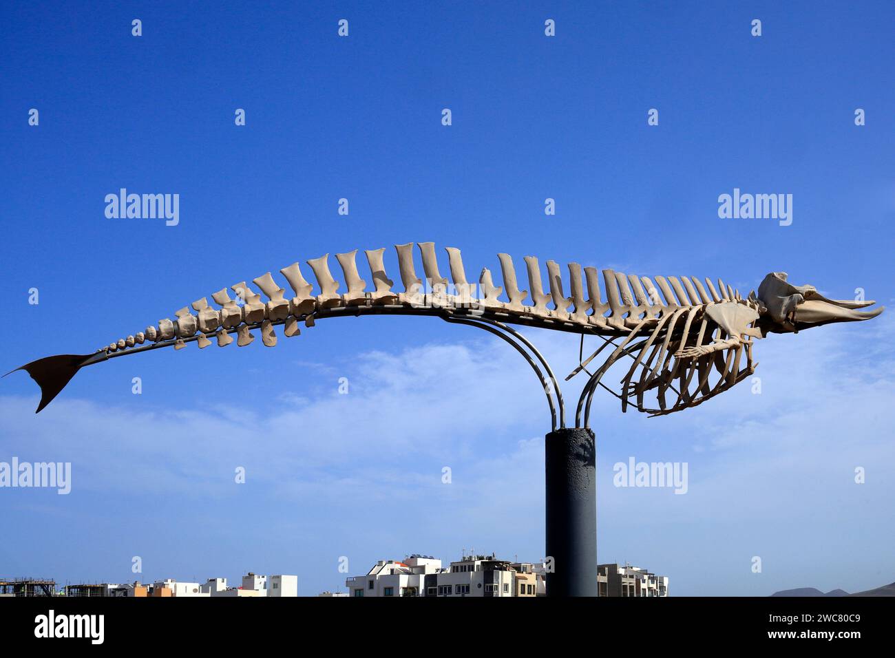 Preserved whale skeleton (Cuvier's beaked whale - ziphius caviostris ...