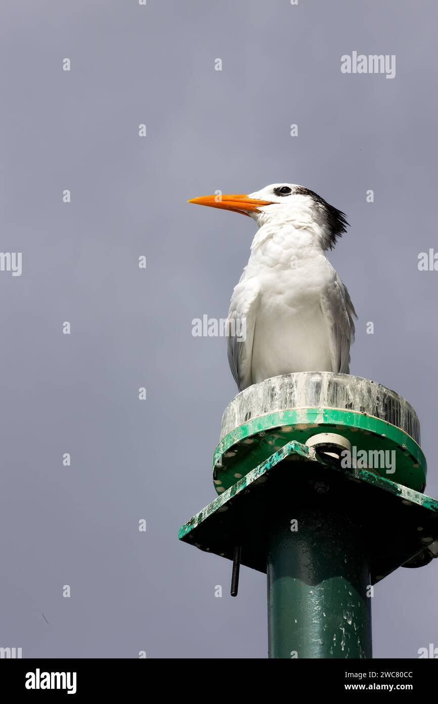 Royal turn hi-res stock photography and images - Alamy