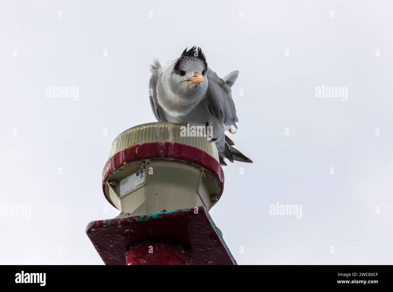 Royal turn hi-res stock photography and images - Alamy